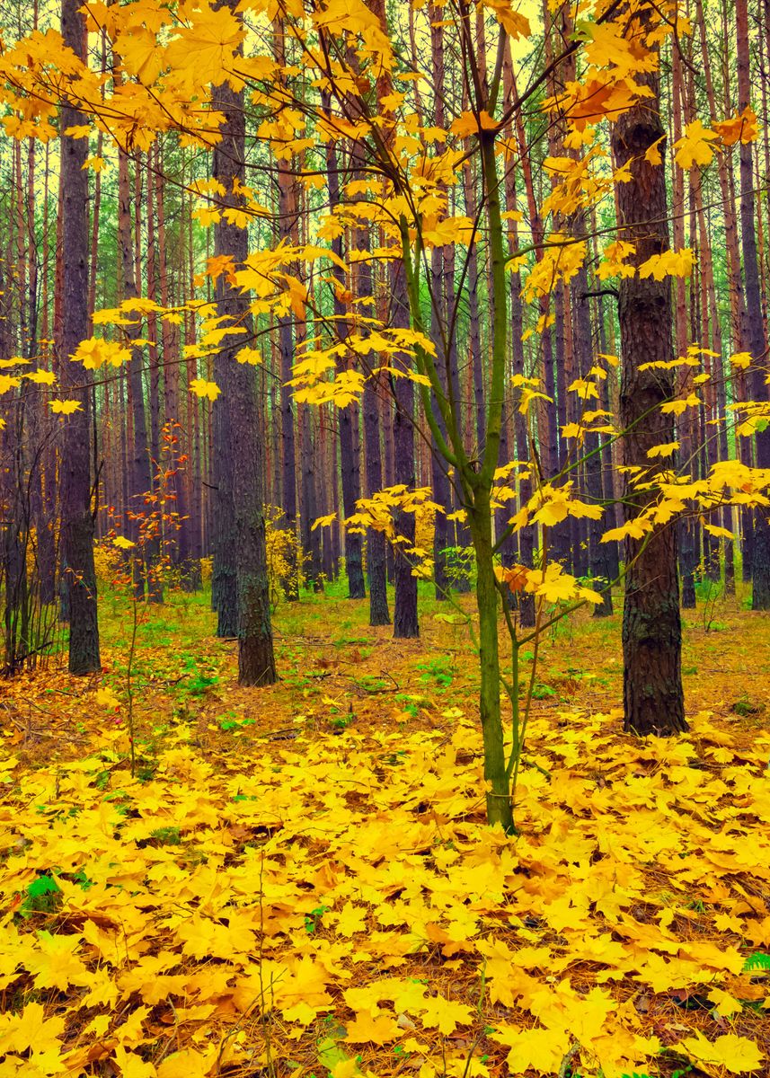 'Autumn Forest' Poster, picture, metal print, paint by Stunning ...