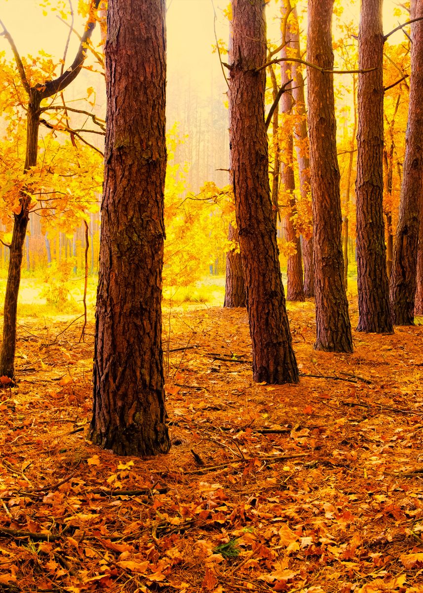 'Autumn Forest' Poster, picture, metal print, paint by Stunning ...