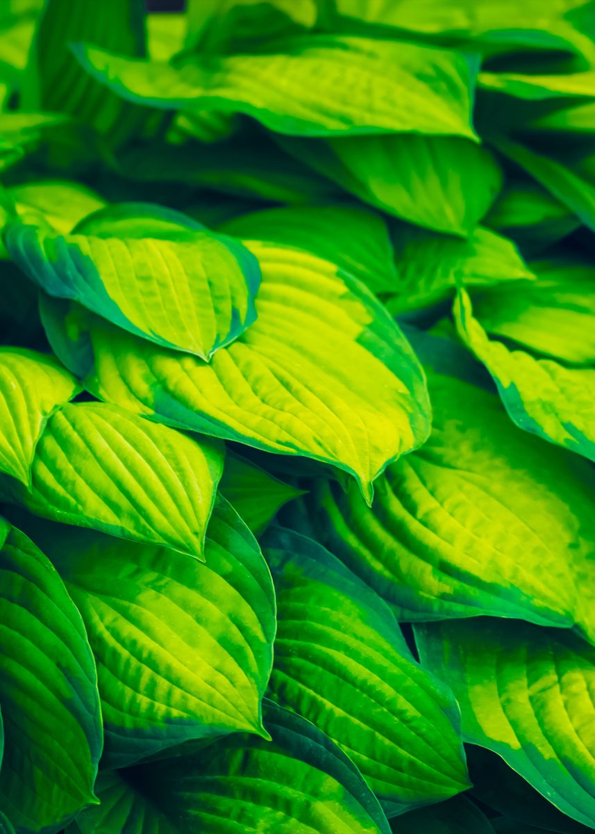 'Natural Green Leaves Backg' Poster by Stunning Wallpapers | Displate