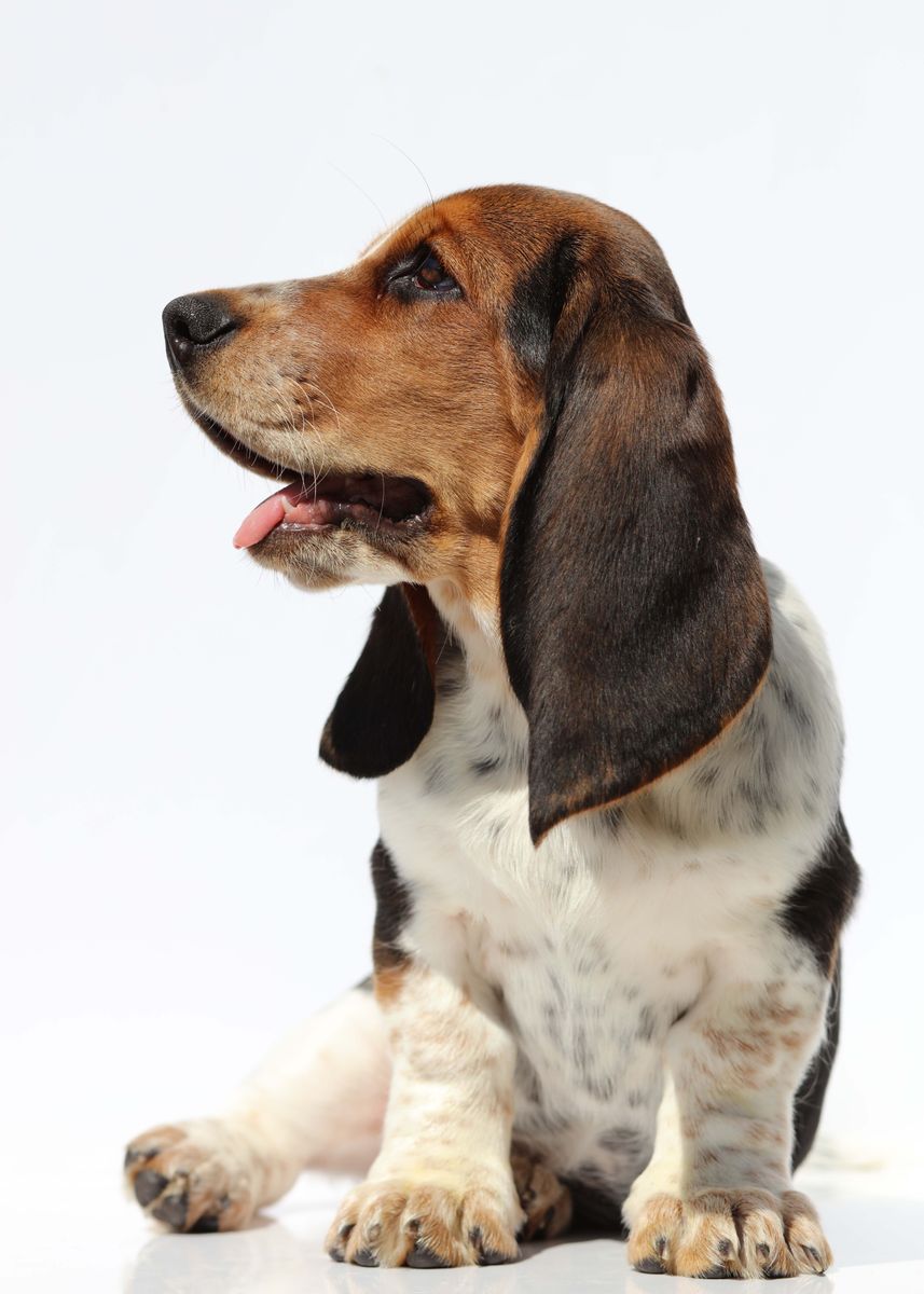 'Hush Puppy' Poster, picture, metal print, paint by Melanie Kowasic ...