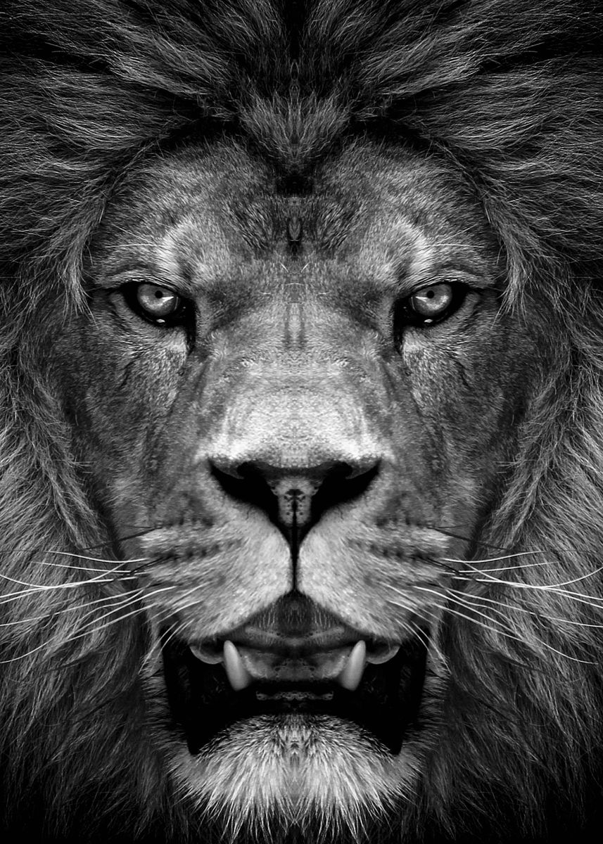 'wild lion face ' Poster, picture, metal print, paint by mk studio ...