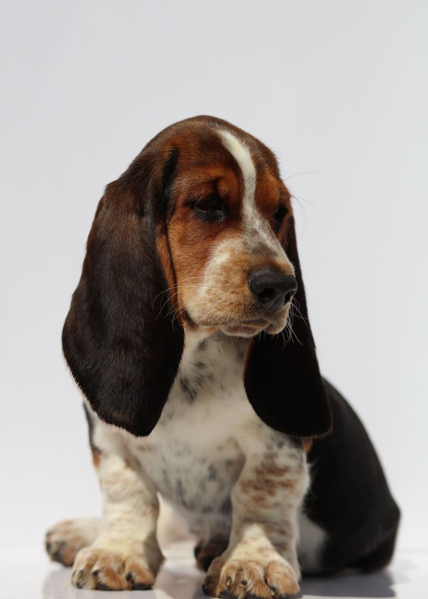 'Hush Puppy' Poster, picture, metal print, paint by Melanie Kowasic ...