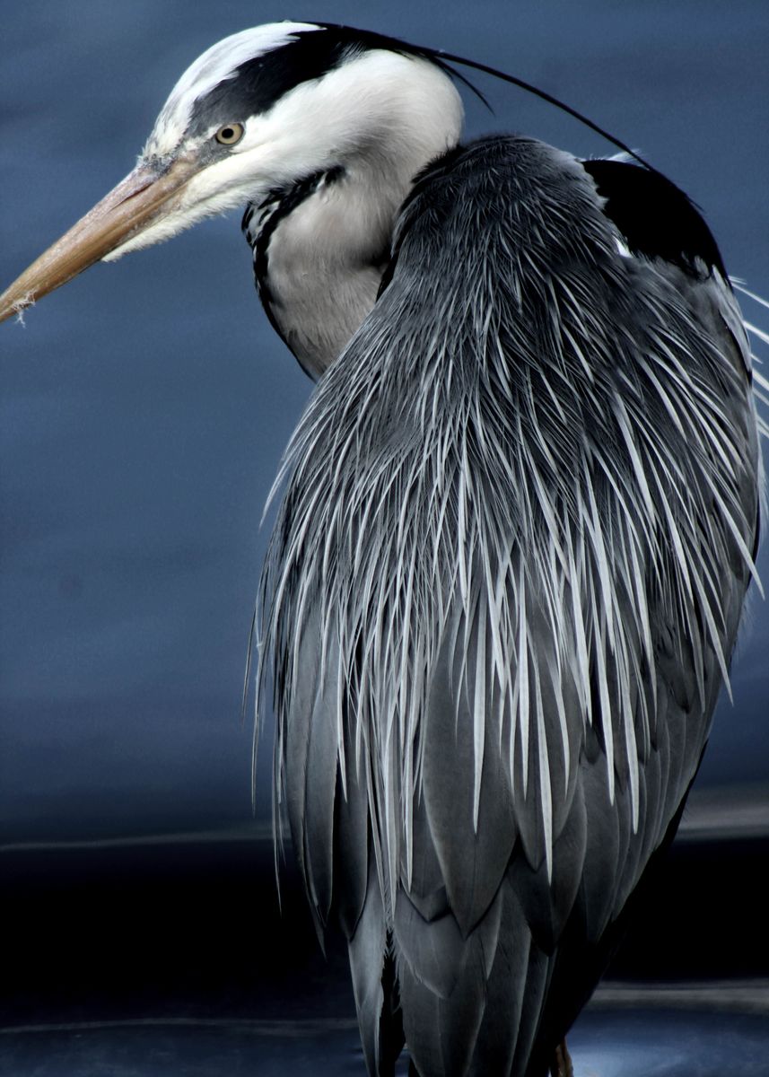 'Heron Back' Poster, picture, metal print, paint by Martin Ingley ...