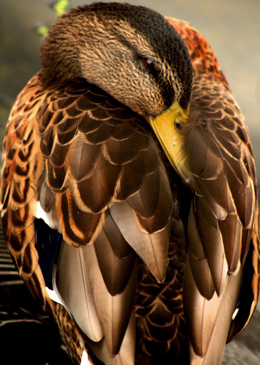 'Duck Pose' Poster, picture, metal print, paint by Martin Ingley | Displate
