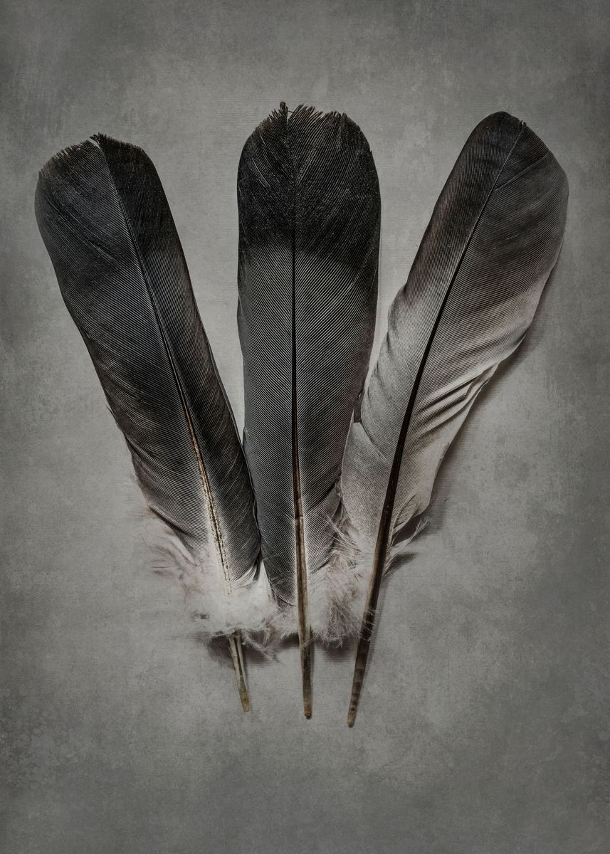 'Three feathers' Poster by Jaroslaw Blaminsky | Displate