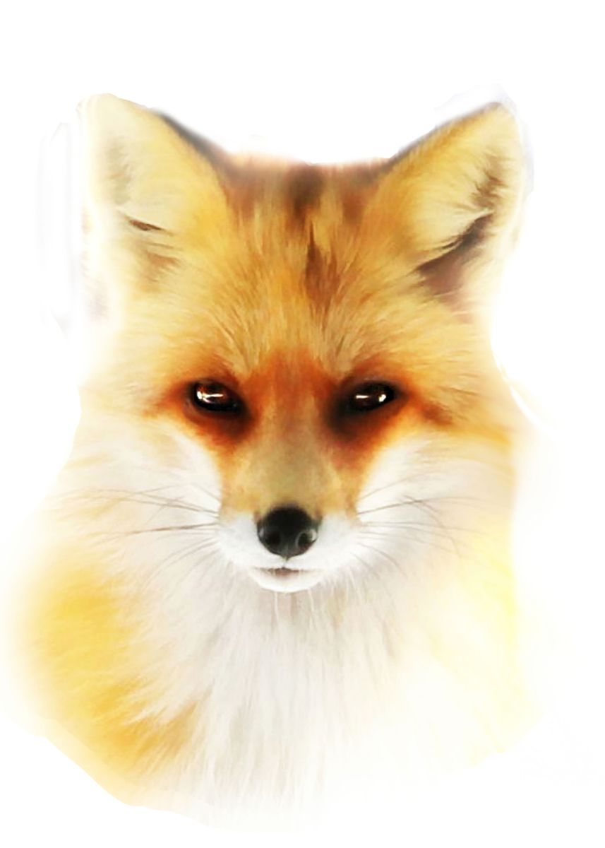 Red Fox's Instagram, Twitter & Facebook on IDCrawl