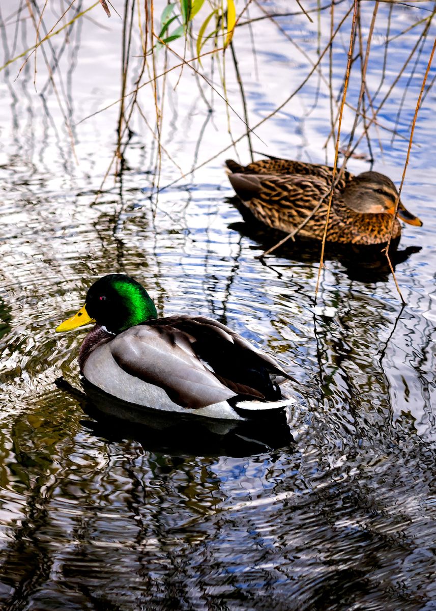 'Two Mallard Ducks' Poster by Art Ofphotos | Displate