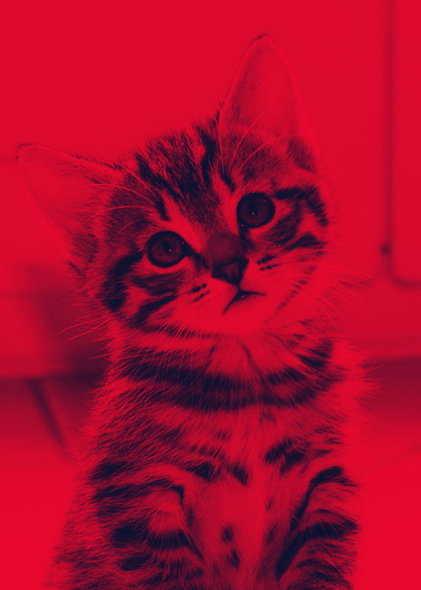 'CAT 2' Poster, picture, metal print, paint by The Exlucive | Displate