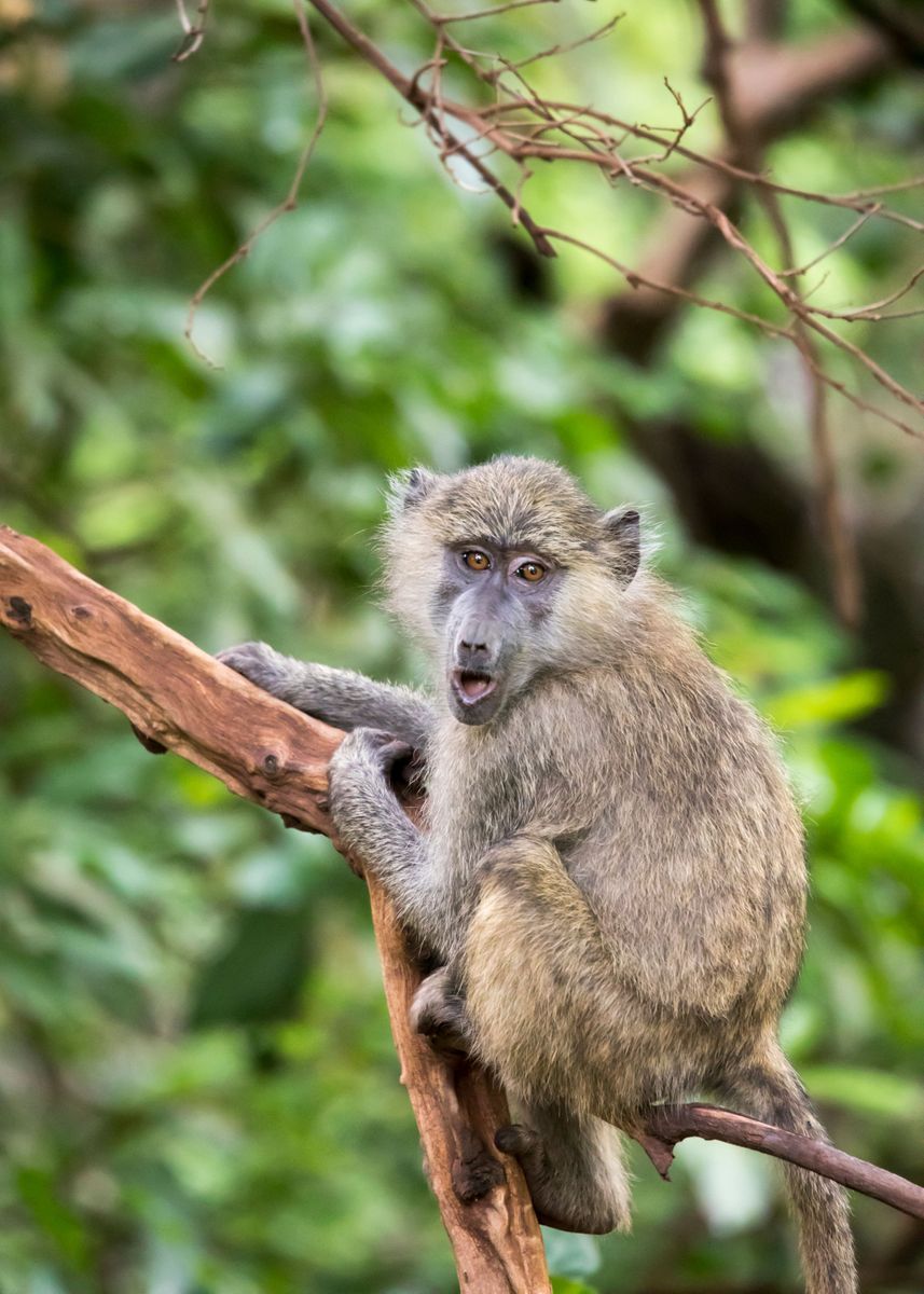 'live baboon' Poster, picture, metal print, paint by Karen Foley | Displate