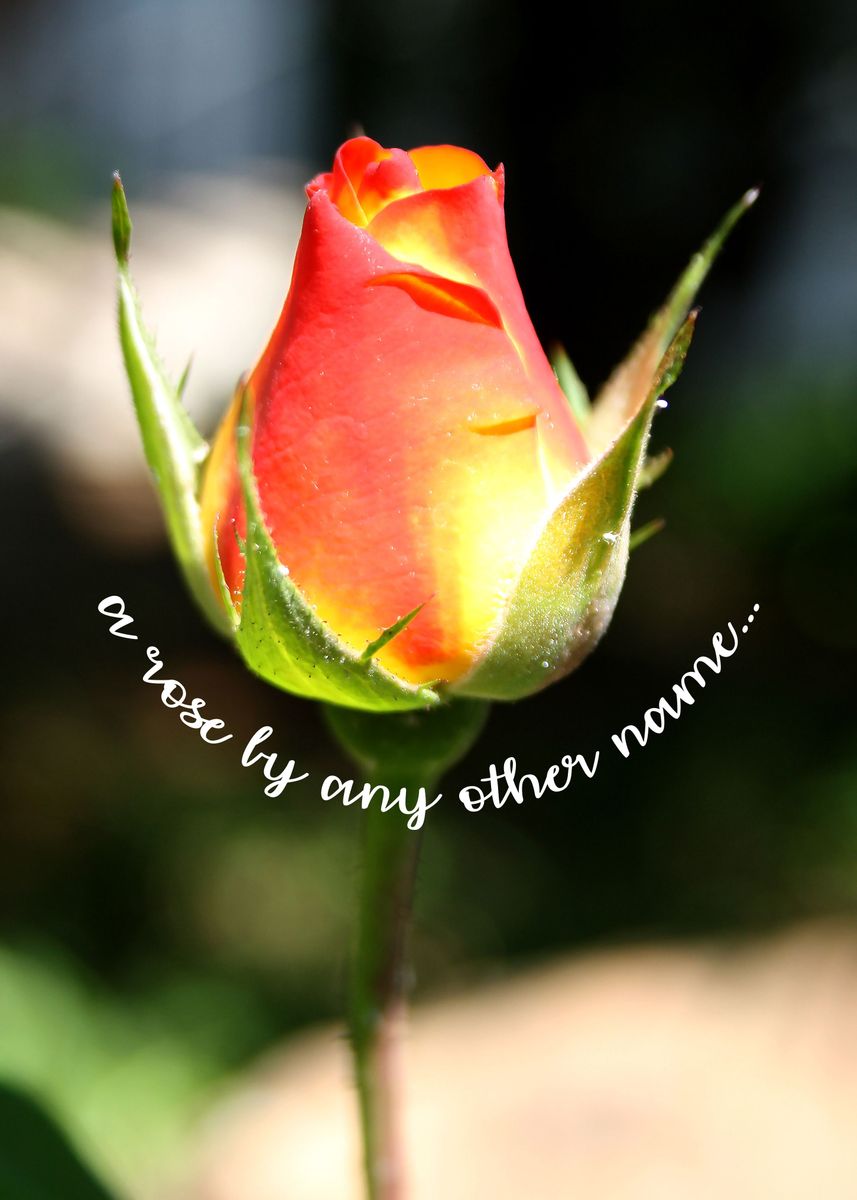 'a rose by any other name' Poster by Charel Bezuidenhout | Displate