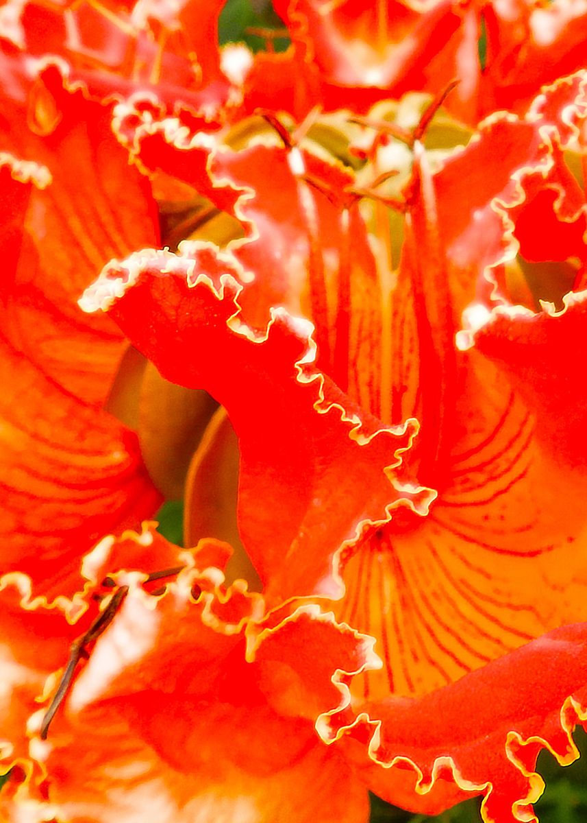 'Red Flame flowers' Poster, picture, metal print, paint by Charel ...