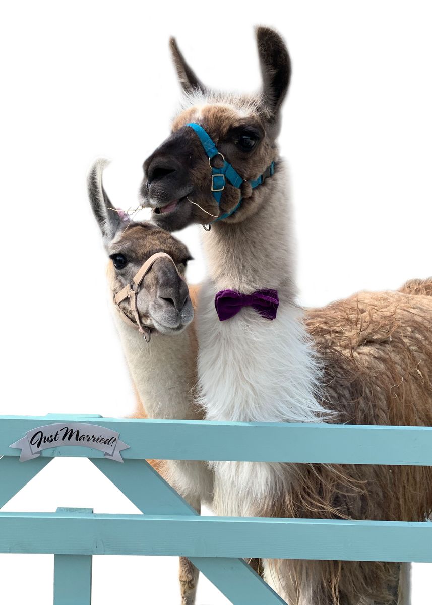'lama wedding in colour' Poster, picture, metal print, paint by Sarah ...