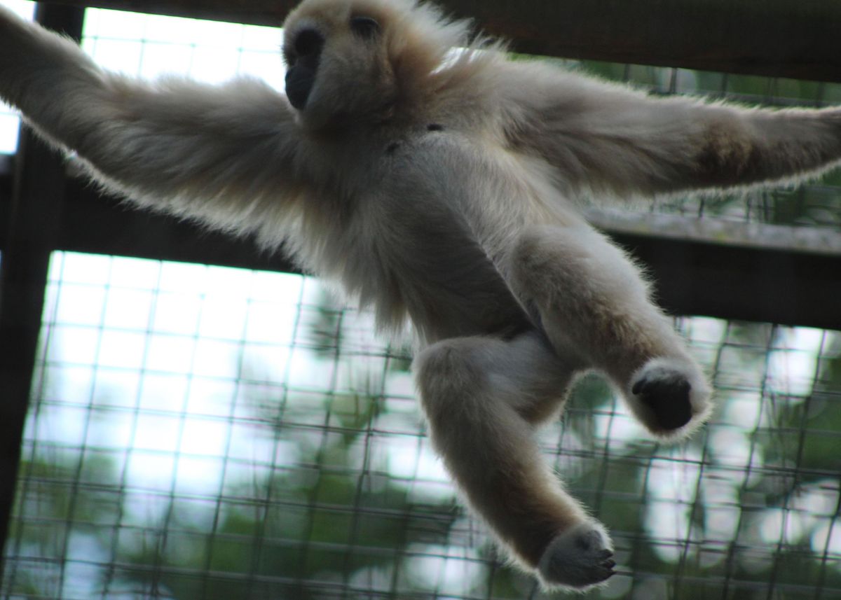 'Swinging Monkey' Poster by Dexter Johnson | Displate