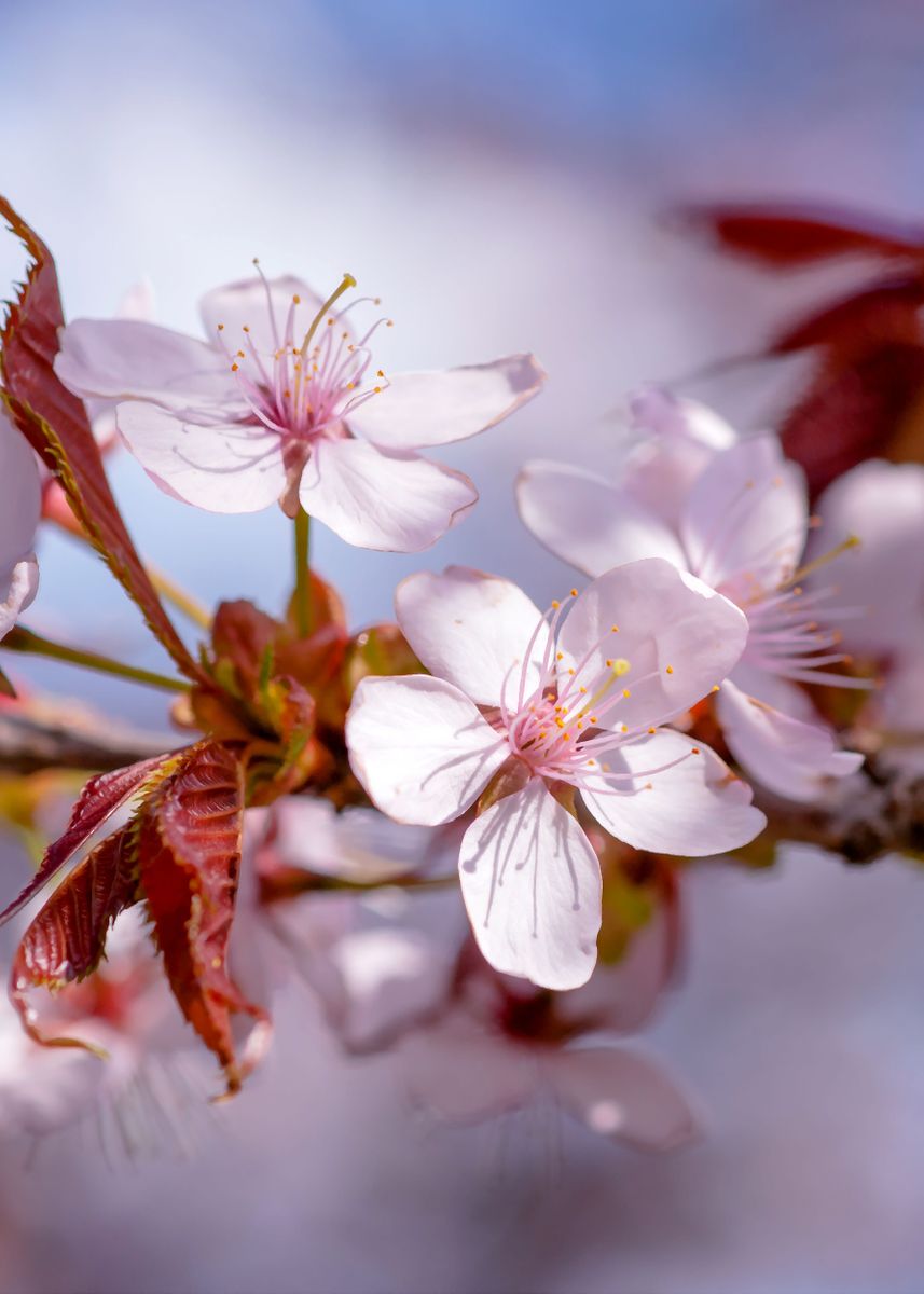 'Elegant Sakura Flowers' Poster by Art Ofphotos | Displate