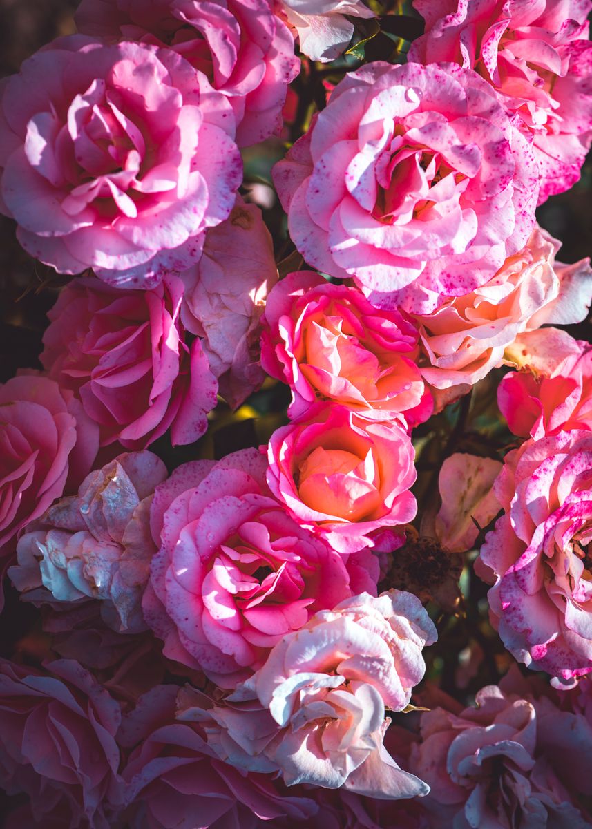 'La Rose' Poster, picture, metal print, paint by Steffen Gierok | Displate