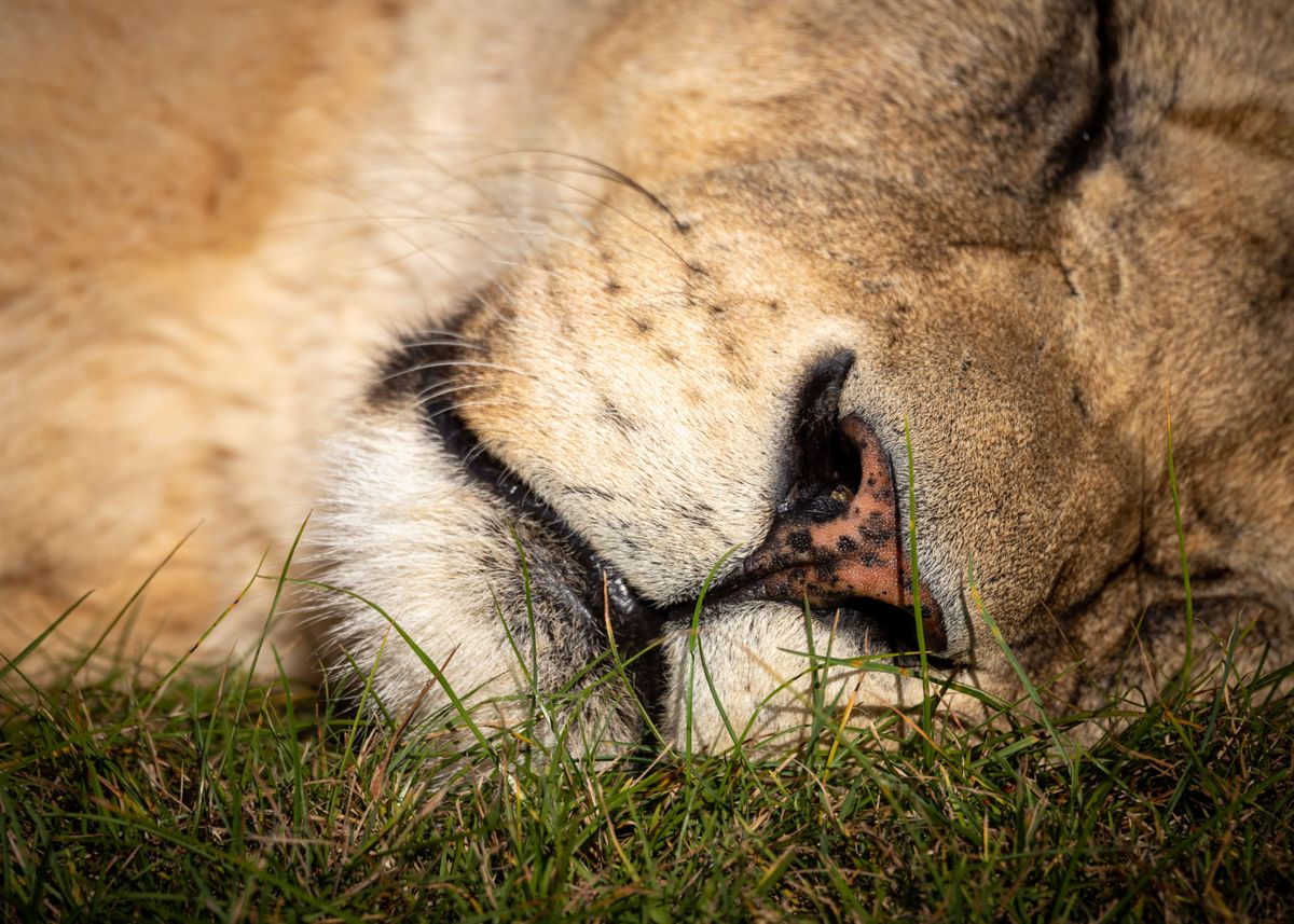'Snoozing Cat' Poster by Scott Lovegrove | Displate