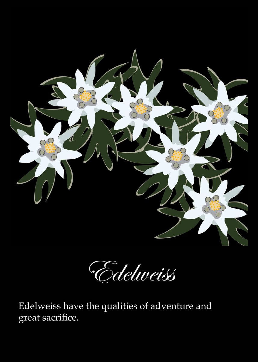 'Edelweiss poster' Poster, picture, metal print, paint by Km3ellis ...