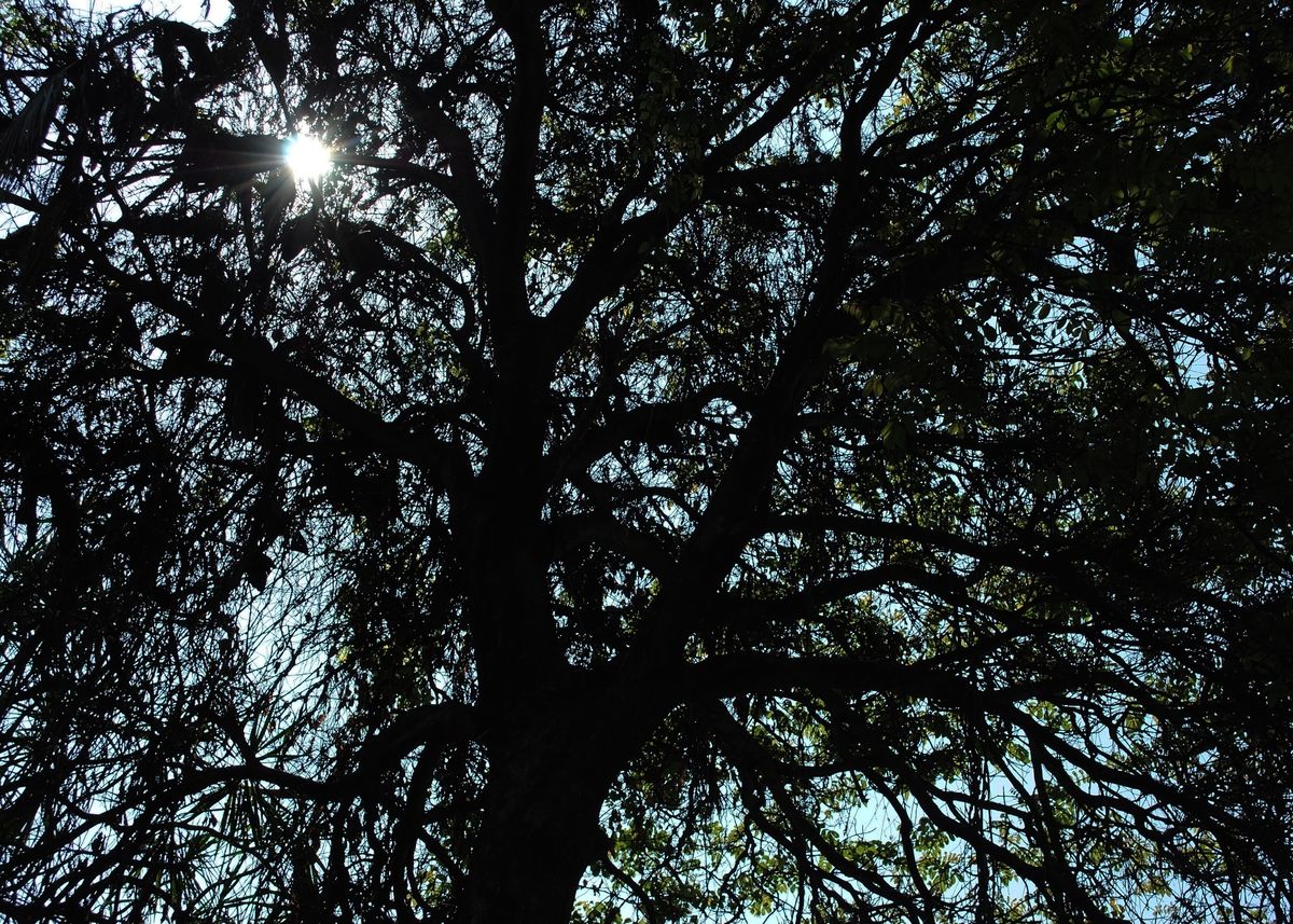 'Tree top silhouette' Poster by Sofia Lancaster Jones | Displate