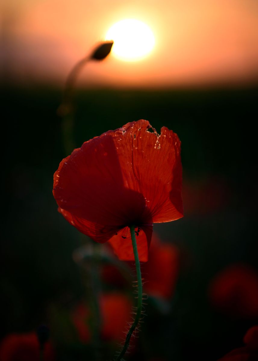 'Sun Kissed' Poster by Julia Hora | Displate