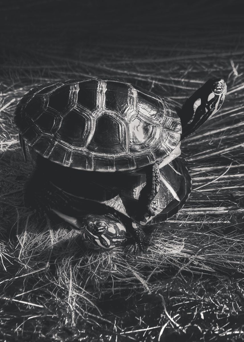 'Turtle Hugs' Poster, picture, metal print, paint by Bob Orsillo | Displate