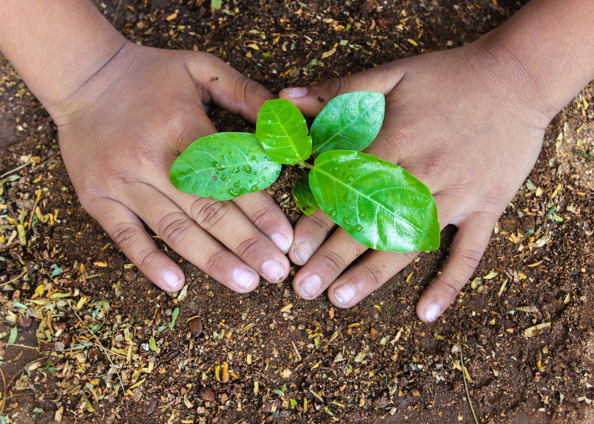 'Plant a Sapling' Poster by Robbie Ross Photographer | Displate