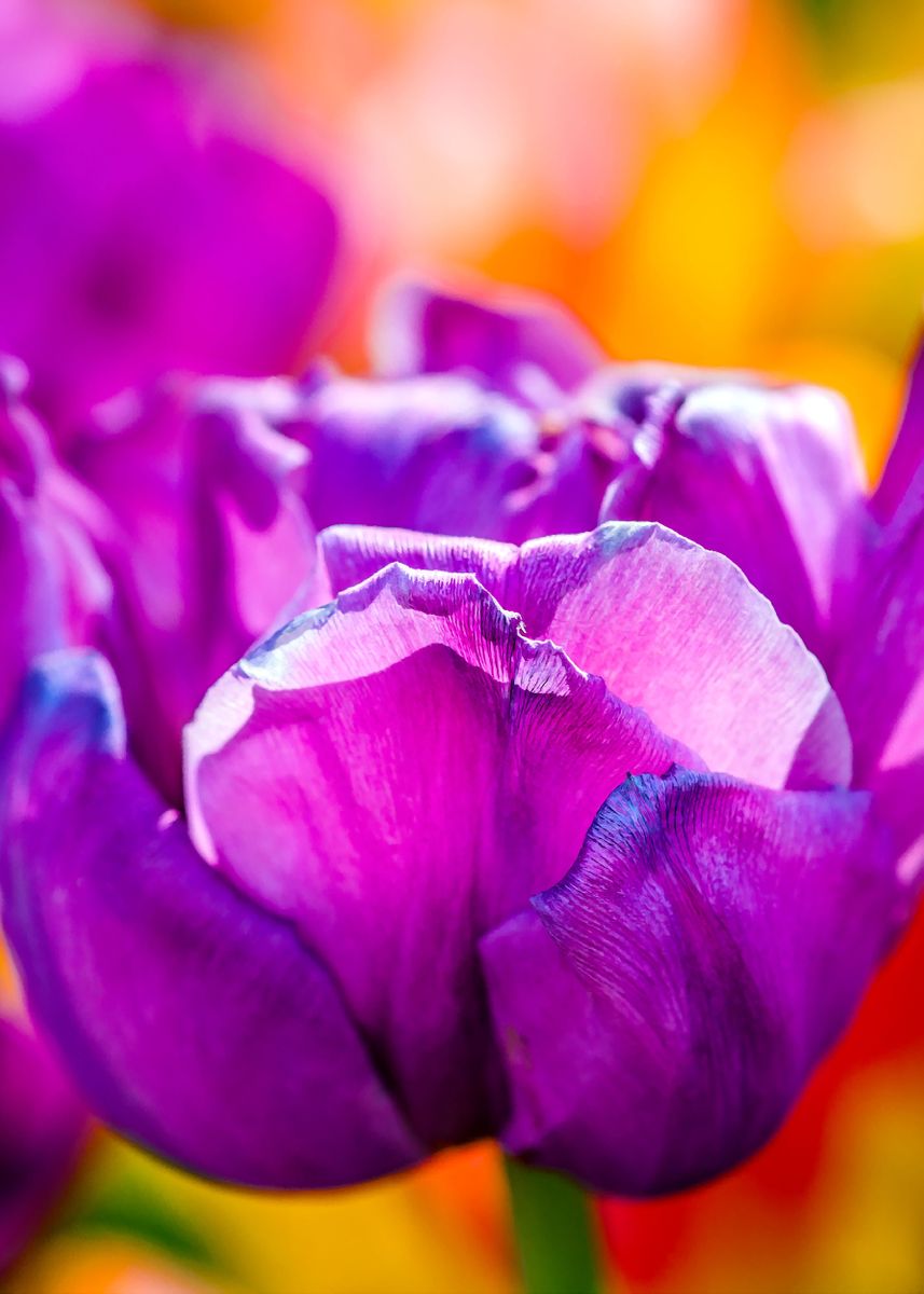 'Tulips Color Gala' Poster, picture, metal print, paint by Art Ofphotos ...