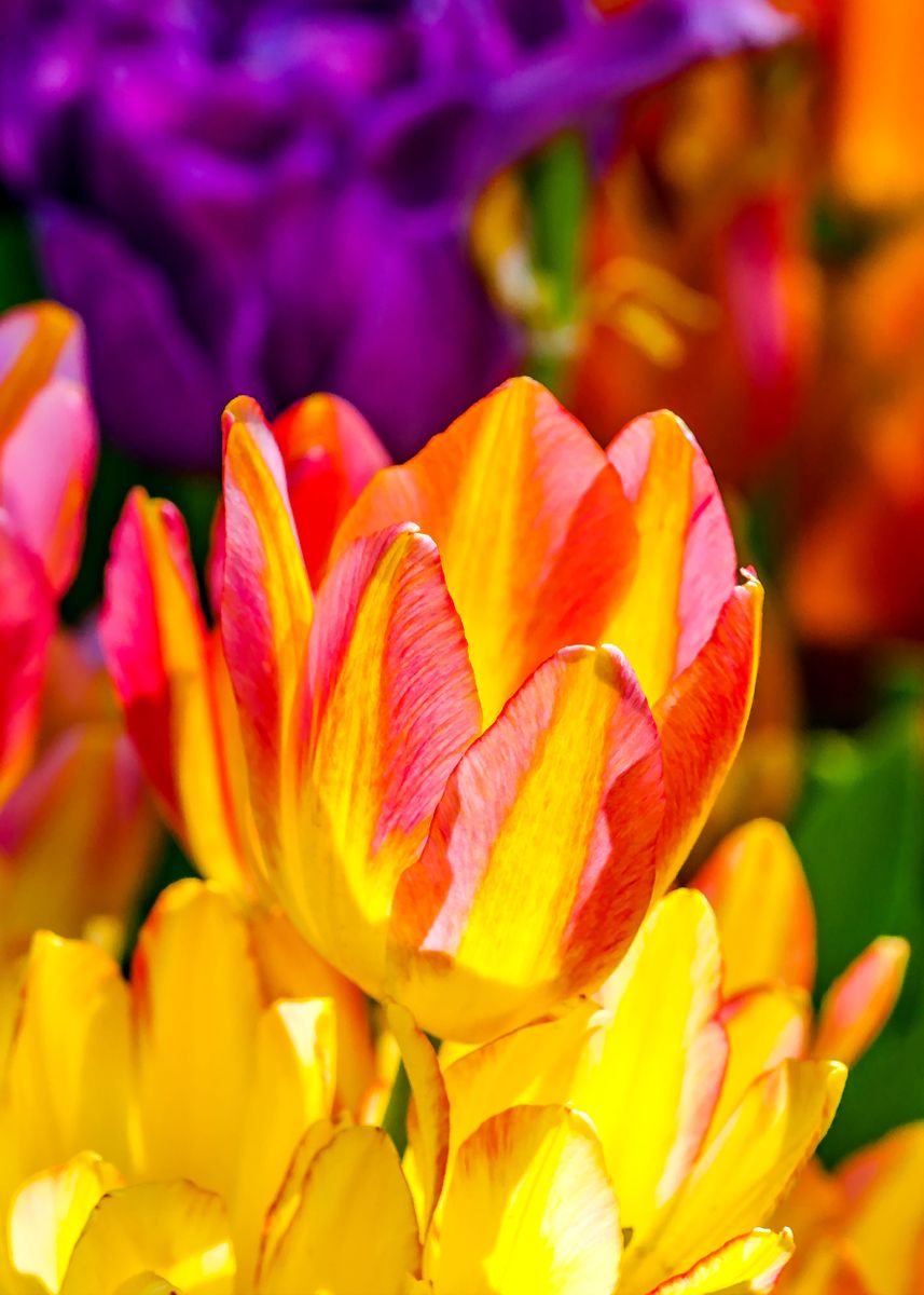 'Tulips Color Gala' Poster by Art Ofphotos | Displate