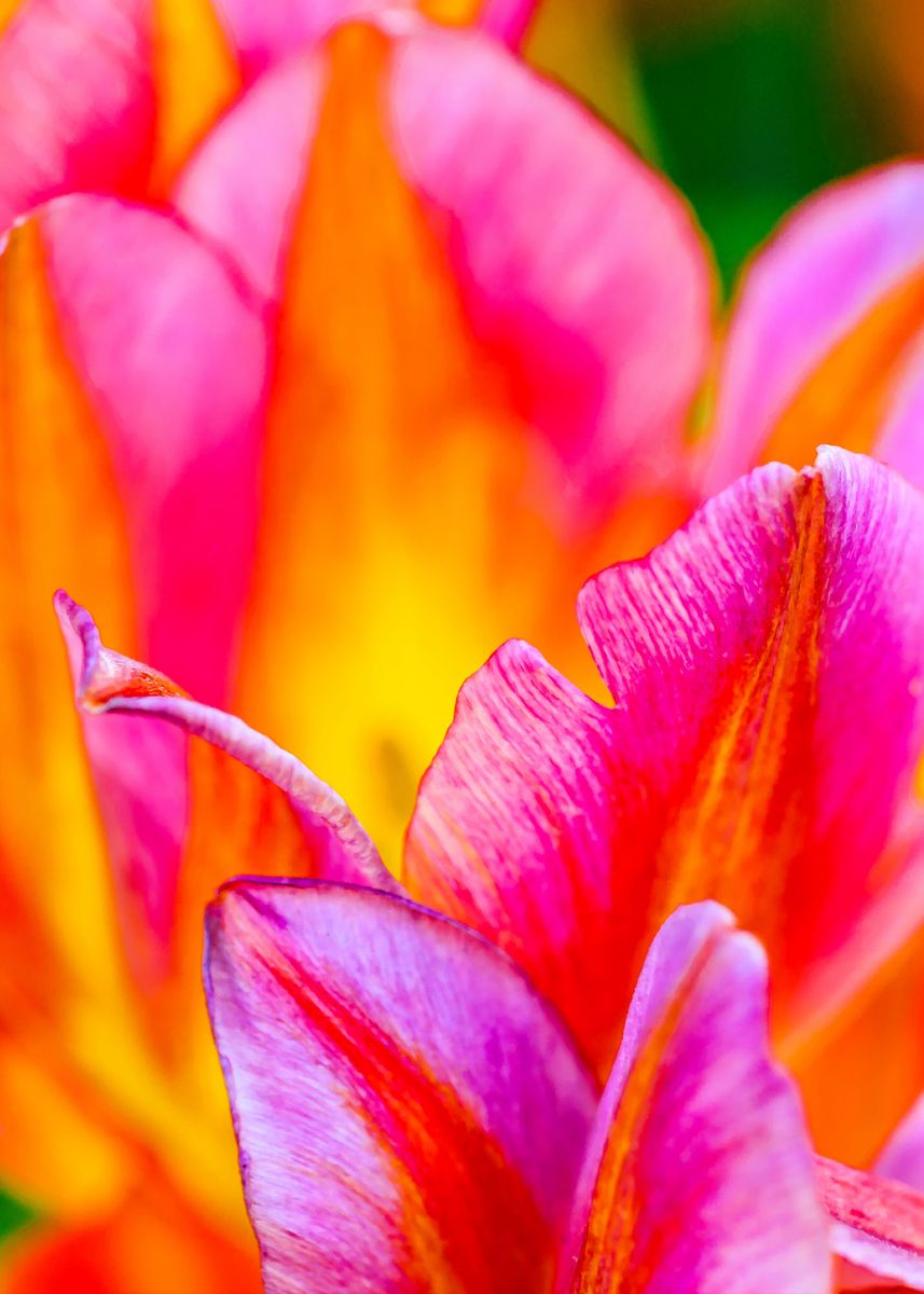 'Tulips Color Gala' Poster by Art Ofphotos | Displate