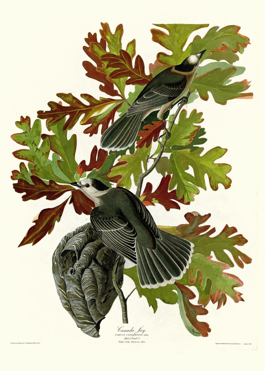 ' Canada Jay' Poster, picture, metal print, paint by Old master art ...