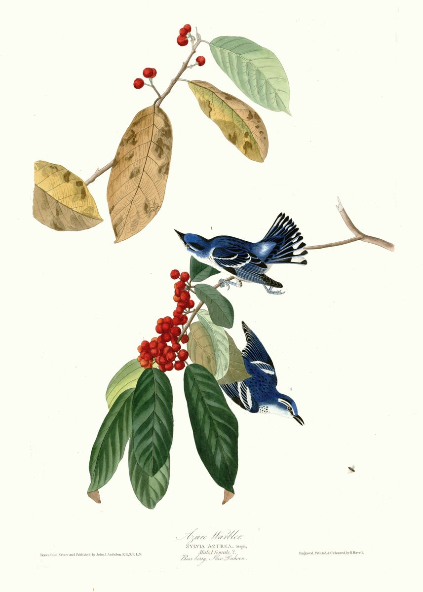 ' Azure Warbler' Poster, picture, metal print, paint by Old master art ...