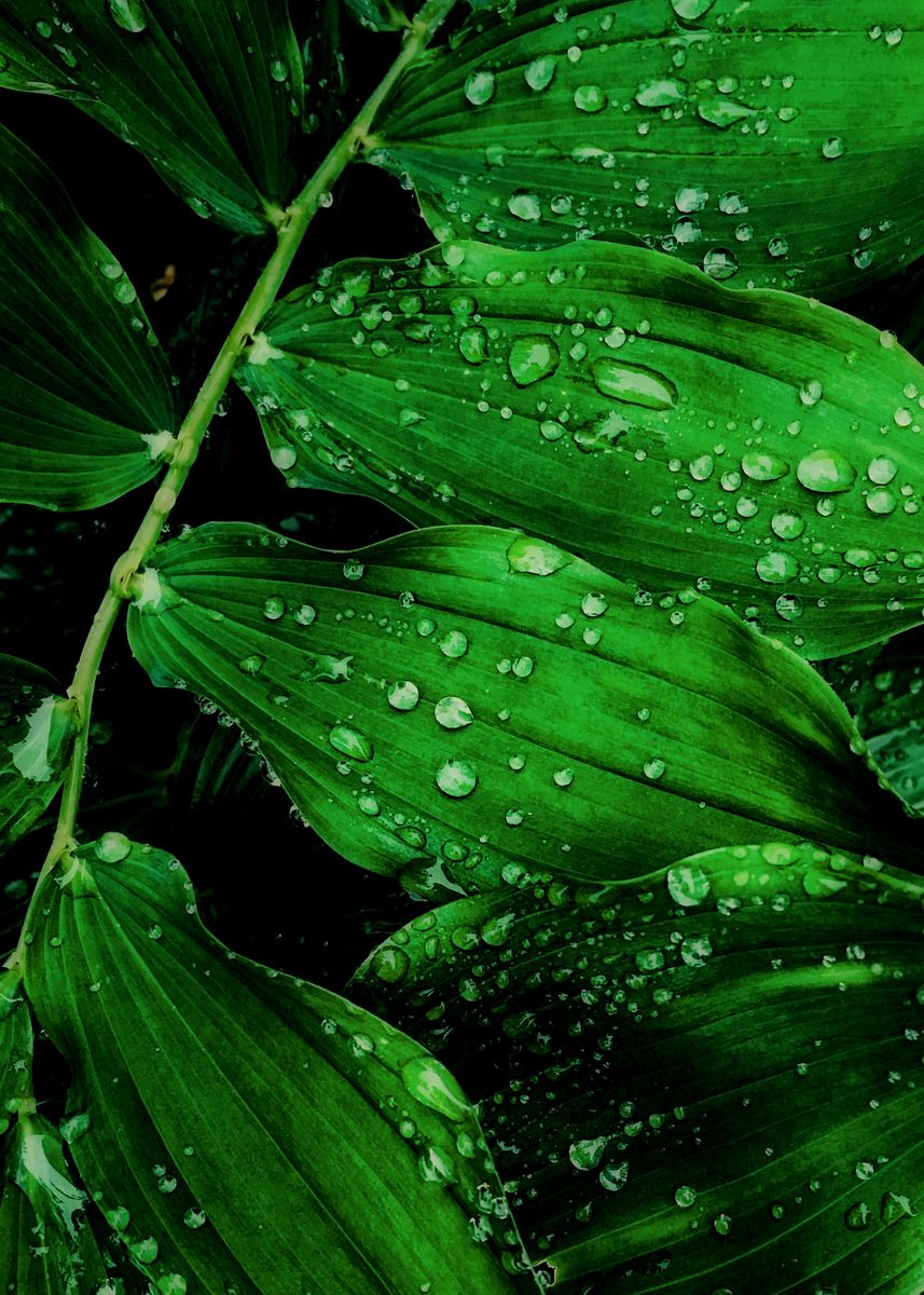 'green leaf' Poster, picture, metal print, paint by Haroulita kav ...