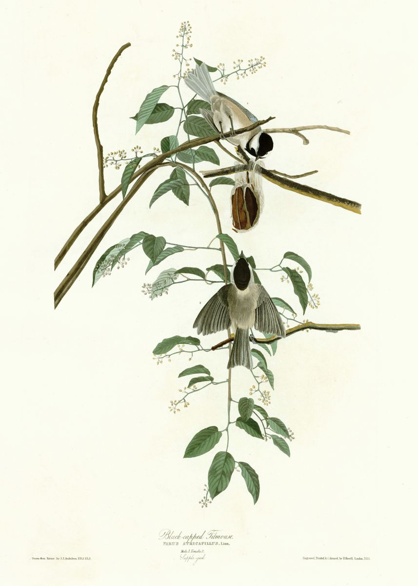 ' Black capped Titmouse' Poster by Old master art | Displate