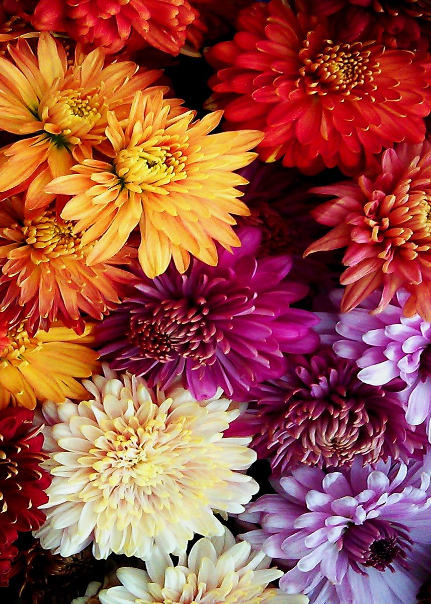 'multi flowers' Poster, picture, metal print, paint by Haroulita kav ...