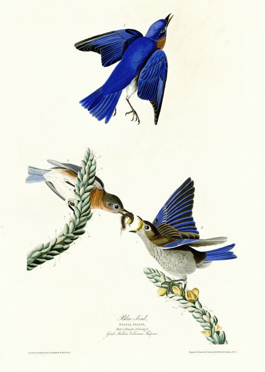 ' Blue bird' Poster, picture, metal print, paint by Old master art ...