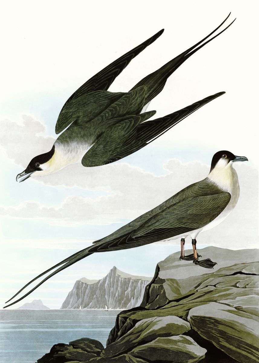 ' Arctic Yager' Poster, picture, metal print, paint by Old master art ...