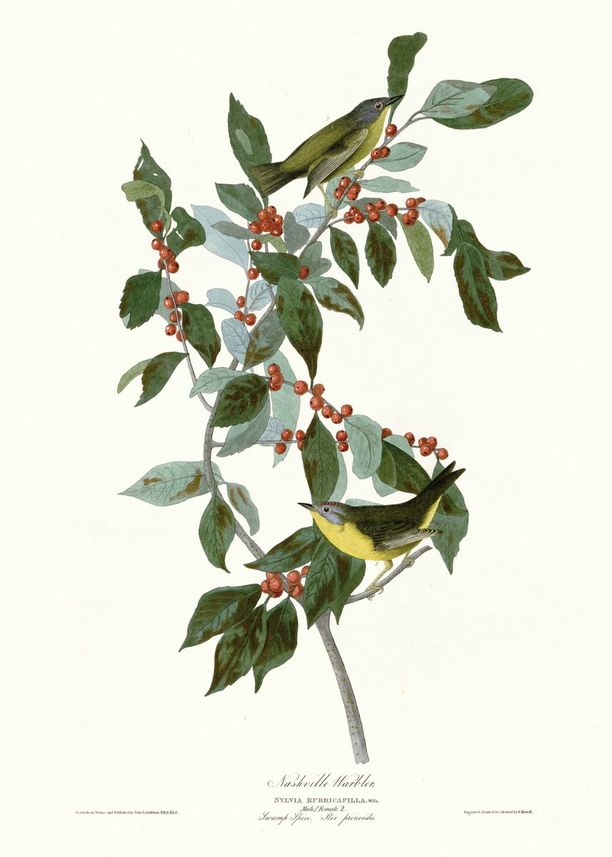 ' Nashville Warbler' Poster, picture, metal print, paint by Old master ...