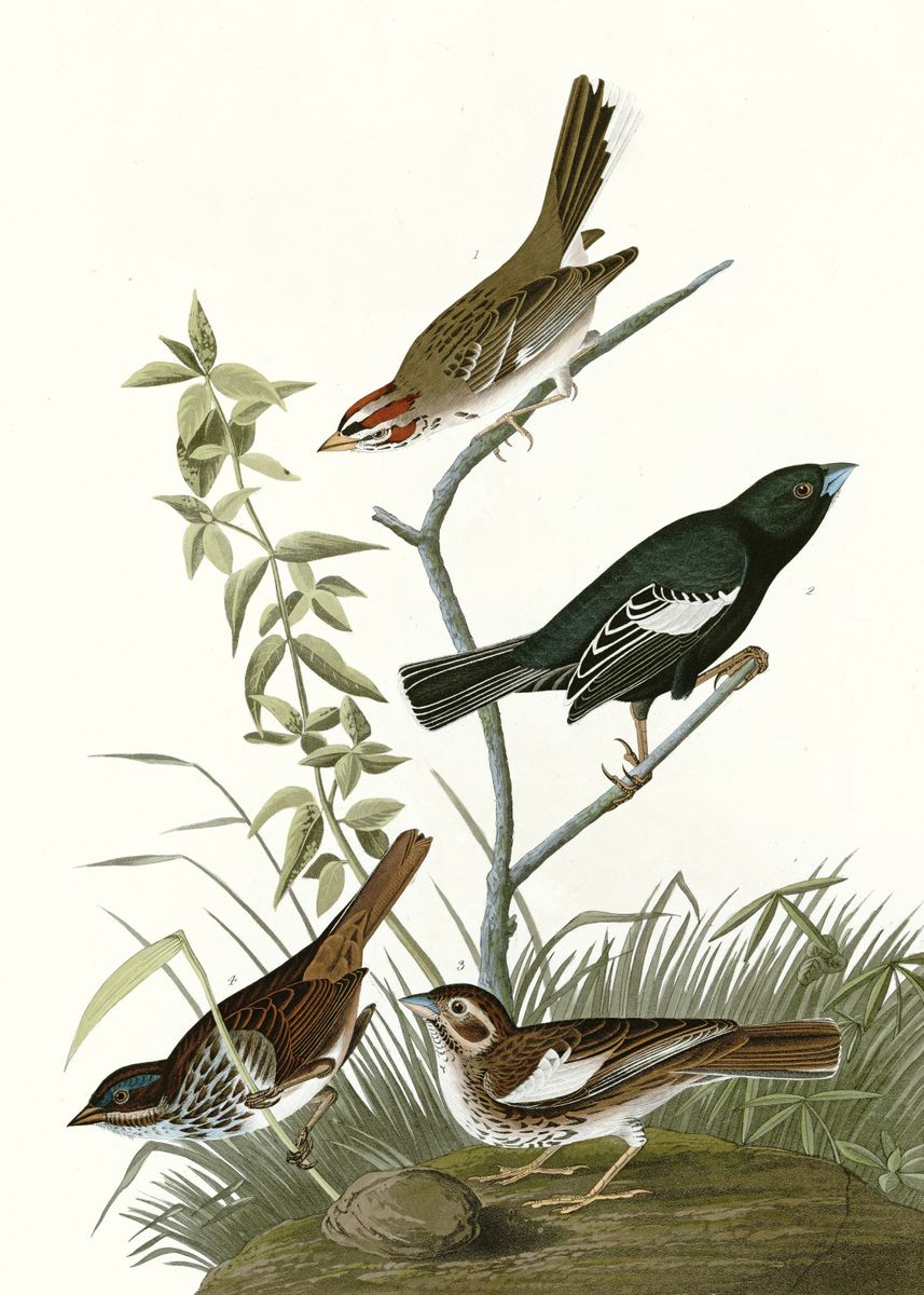 ' I Lark Finch Prairie' Poster by Old master art | Displate