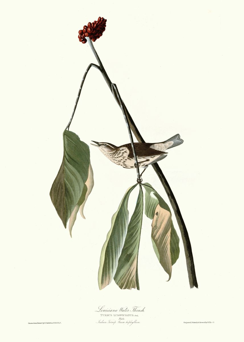 ' Louisiana Water Thrush' Poster, picture, metal print, paint by Old ...