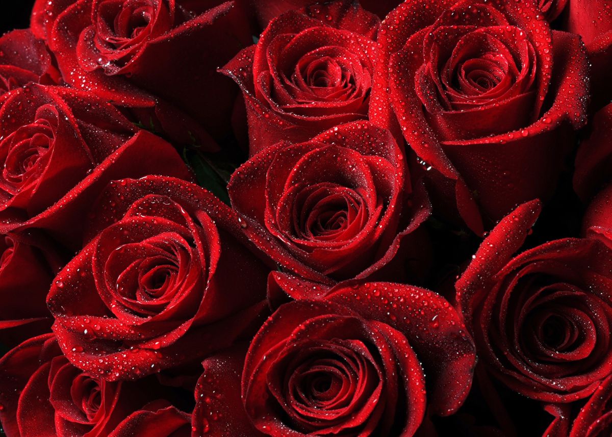 'Red Roses' Poster by Naso | Displate