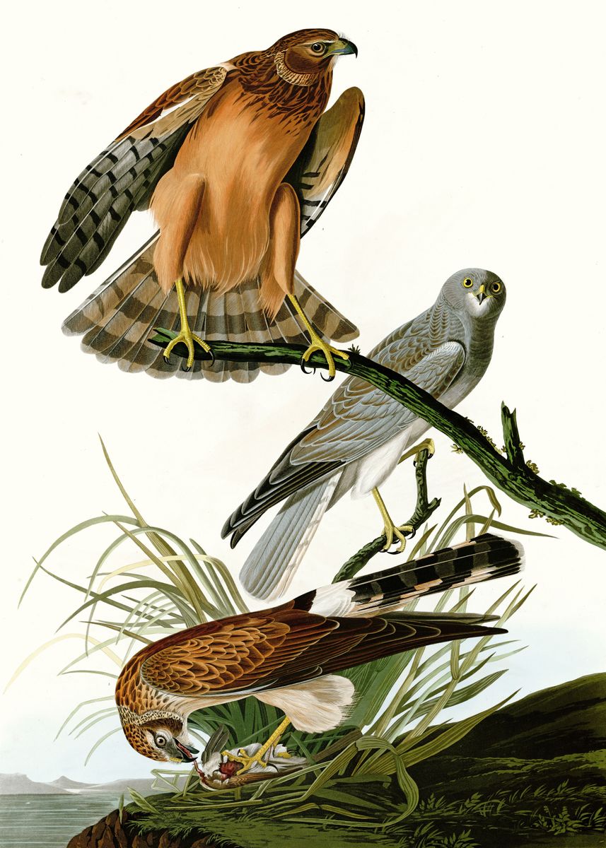 ' Marsh Hawk' Poster, picture, metal print, paint by Old master art ...