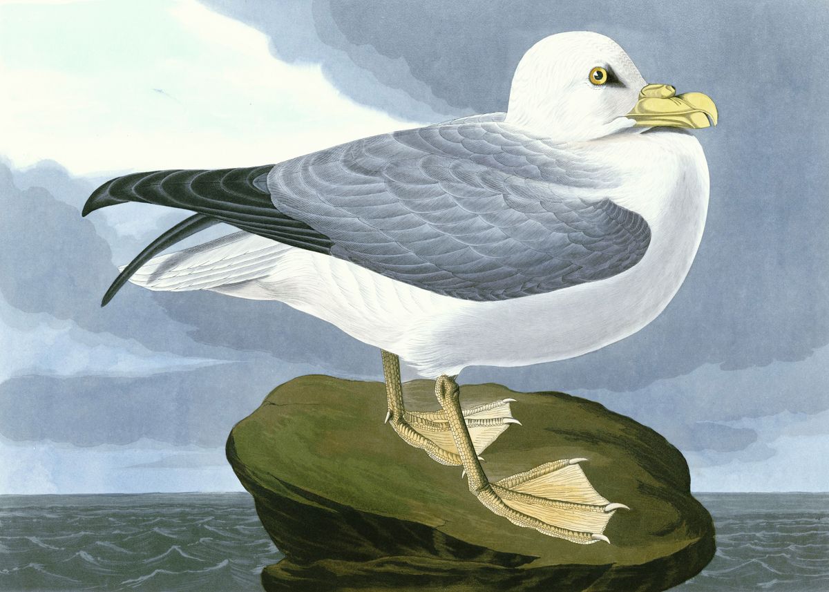 ' Fulmar Petrel' Poster by Old master art | Displate