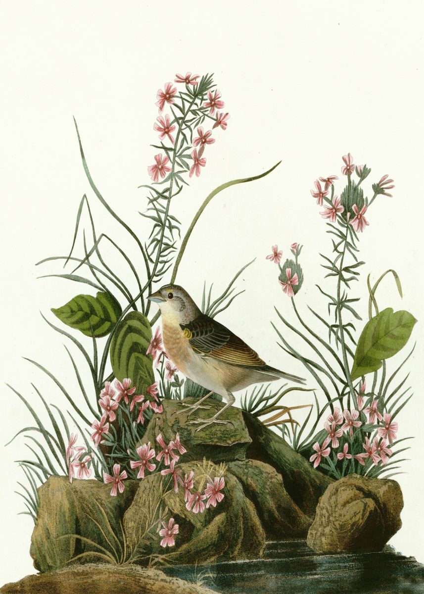 ' Yellow winged Sparrow' Poster, picture, metal print, paint by Old ...