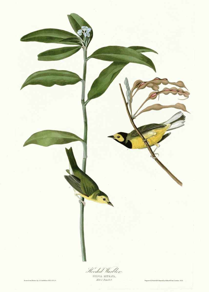 ' Hooded Warbler' Poster by Old master art | Displate