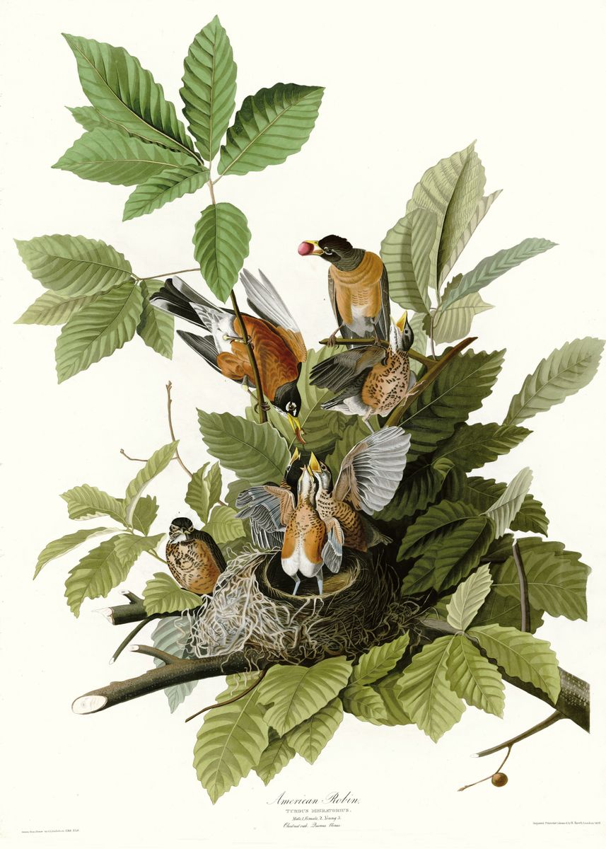 'American Robin' Poster, picture, metal print, paint by Old master art ...