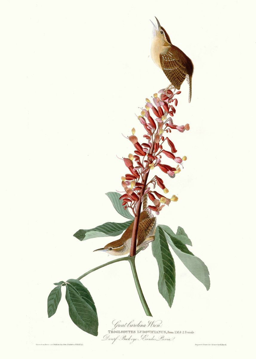 ' Great Carolina Wren' Poster by Old master art | Displate