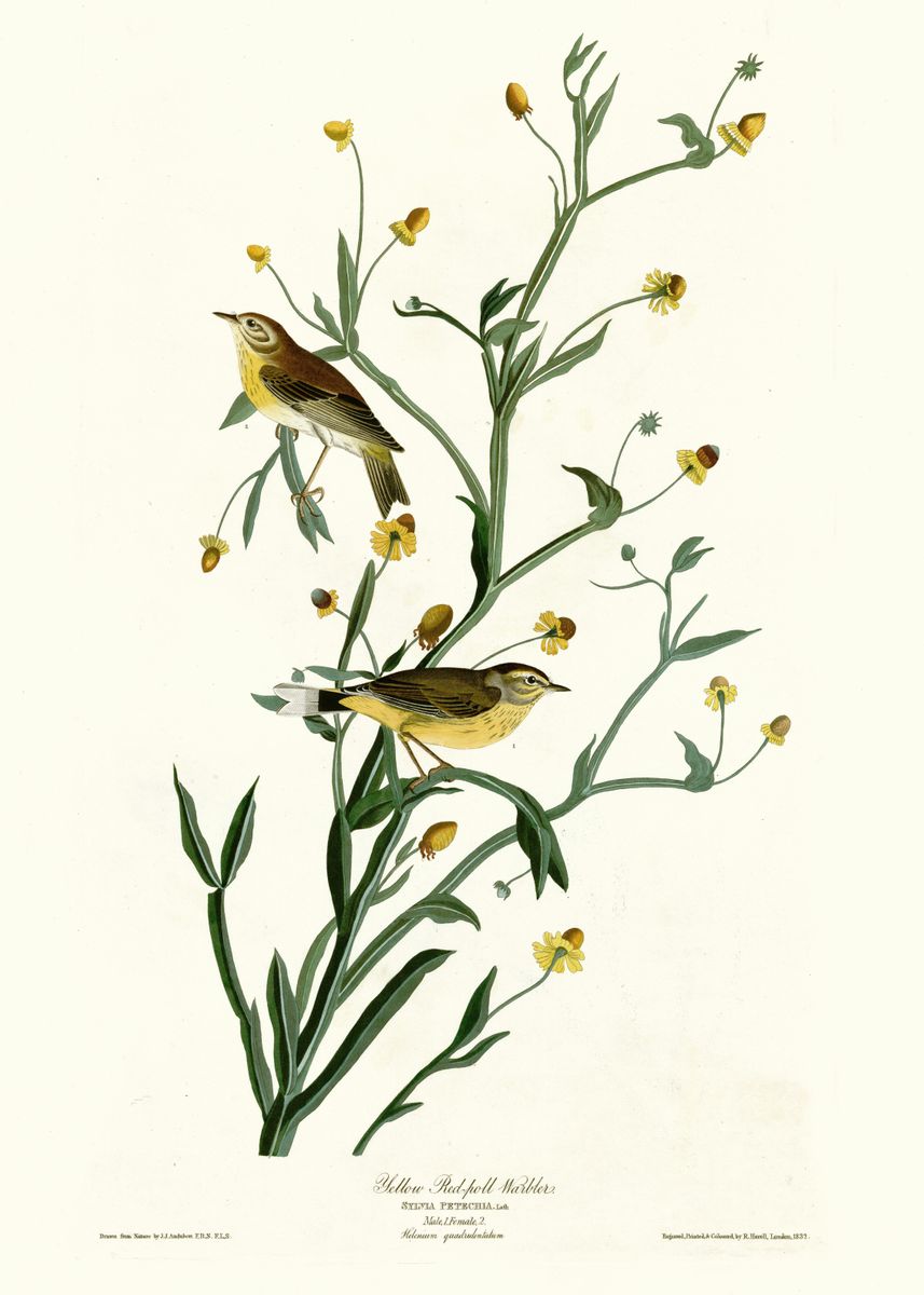 ' Yellow Red poll Warbler' Poster, picture, metal print, paint by Old ...
