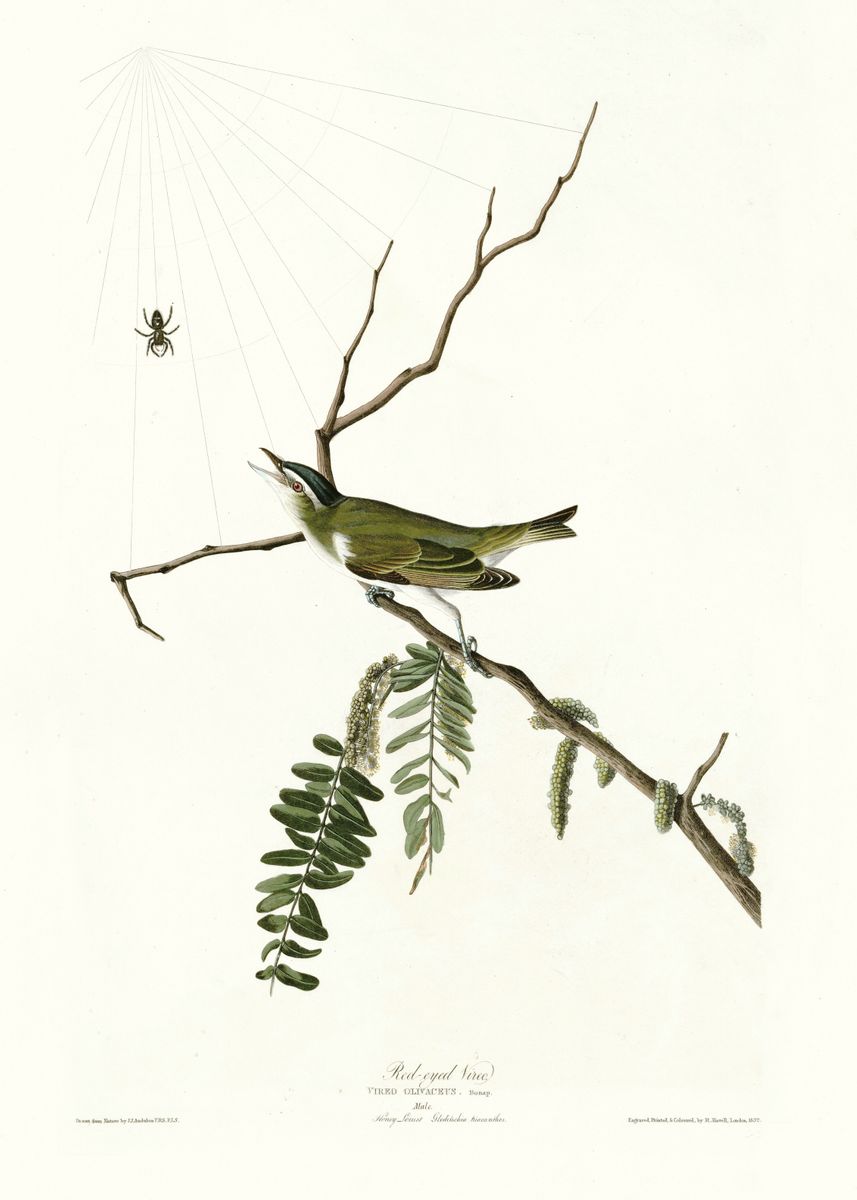 ' Red eyed Vireo' Poster by Old master art | Displate