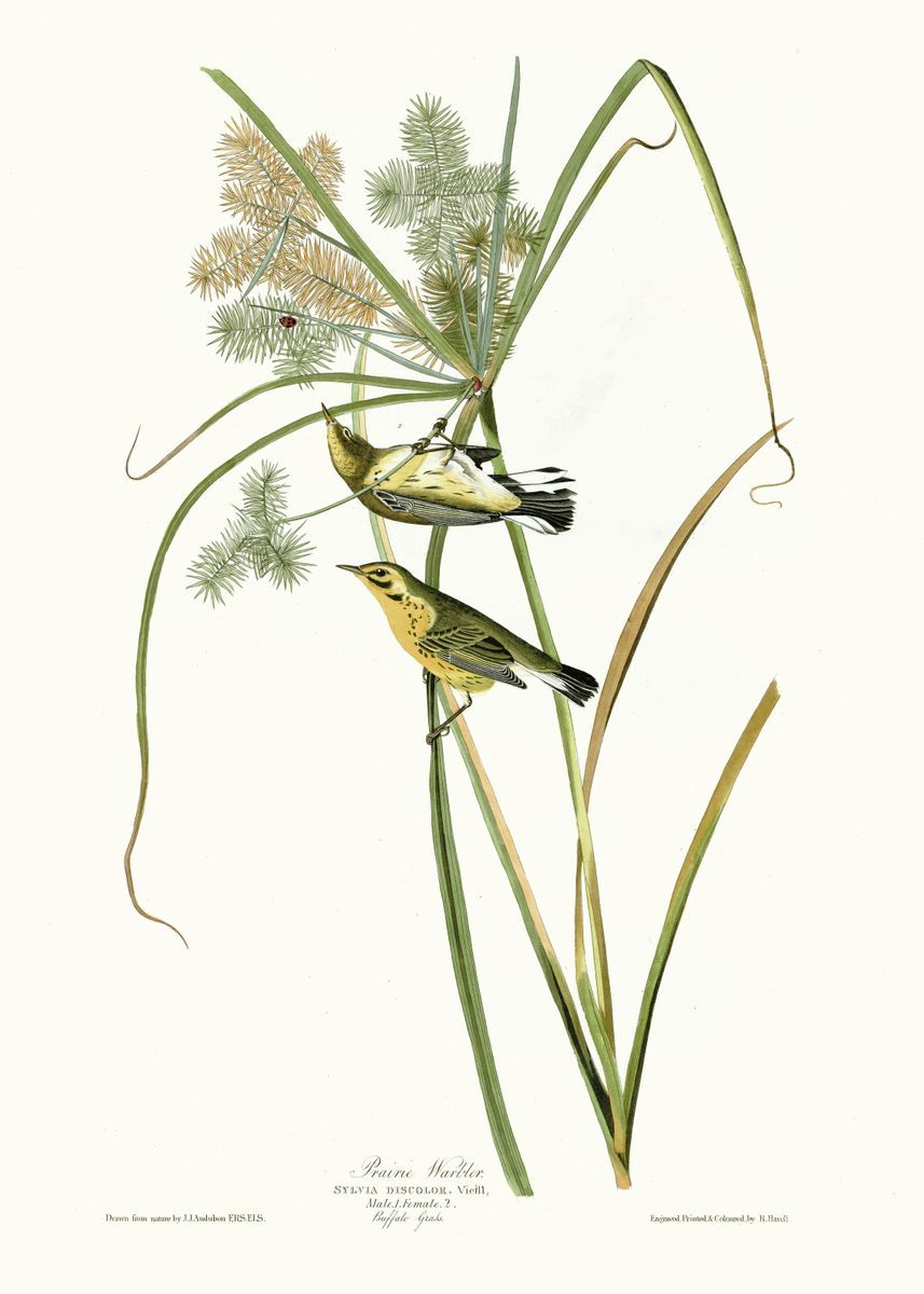' Prairie Warbler' Poster by Old master art | Displate