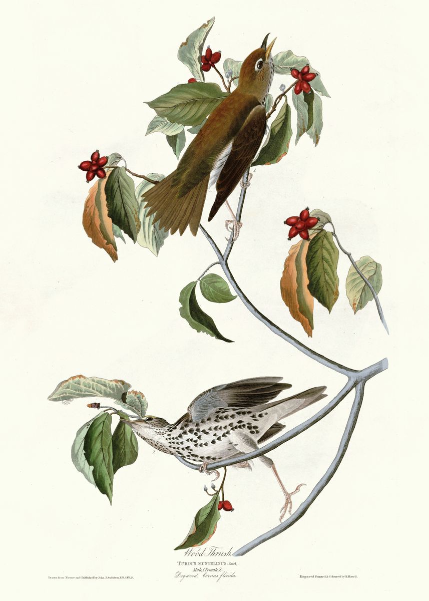 ' Wood Thrush' Poster, picture, metal print, paint by Old master art ...