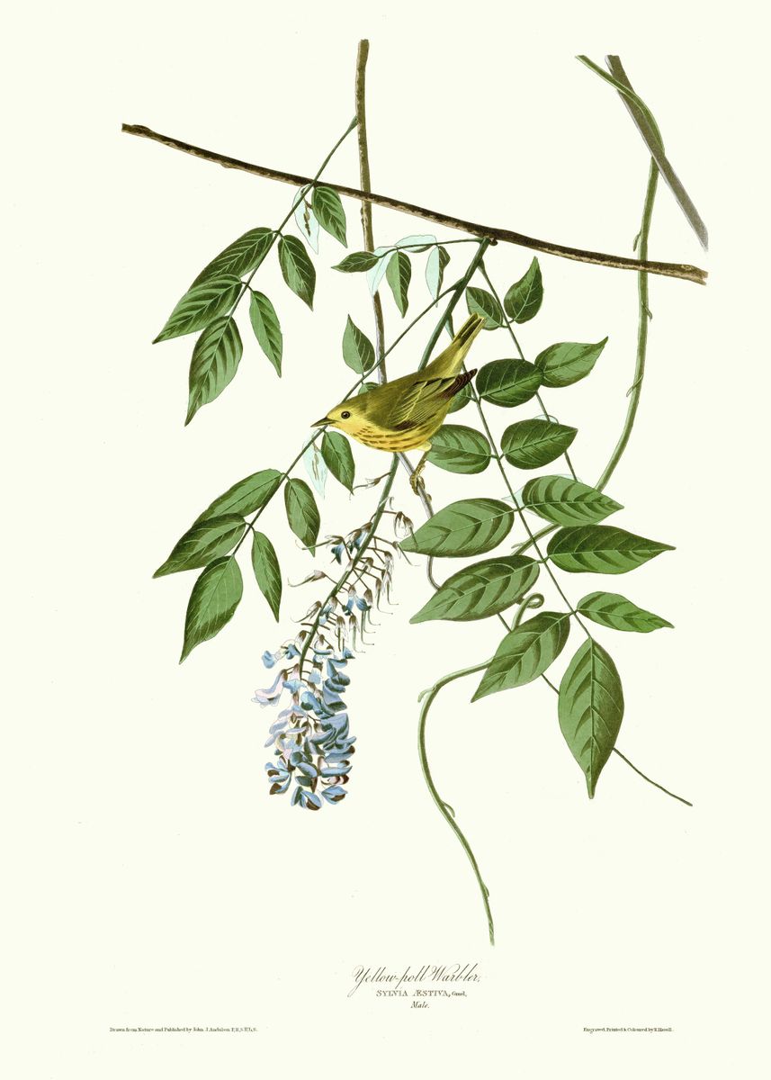 ' Yellow poll Warbler' Poster, picture, metal print, paint by Old ...